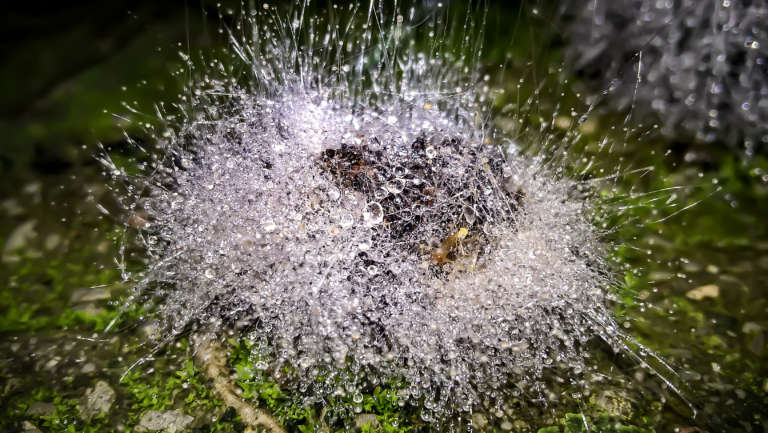 Toxic Mold - El Paso, TX Health Coach Clinic