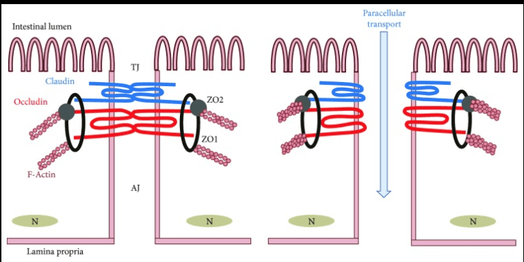 Tight Junctions: Defective Intestinal Barrier and Pathological ...